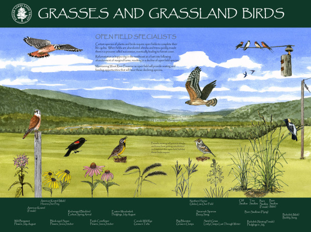Grassland Birds - The Art of WildernessThe Art of Wilderness